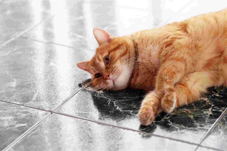 Gato Vomitando: Devo Me Preocupar? - VetôPet